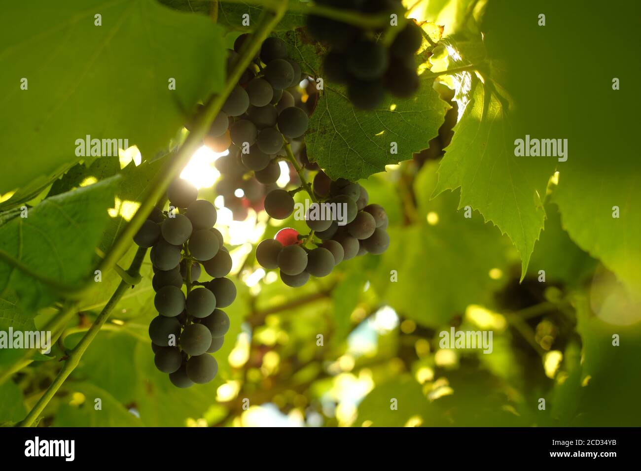 Grapes farming sun hi-res stock photography and images - Alamy