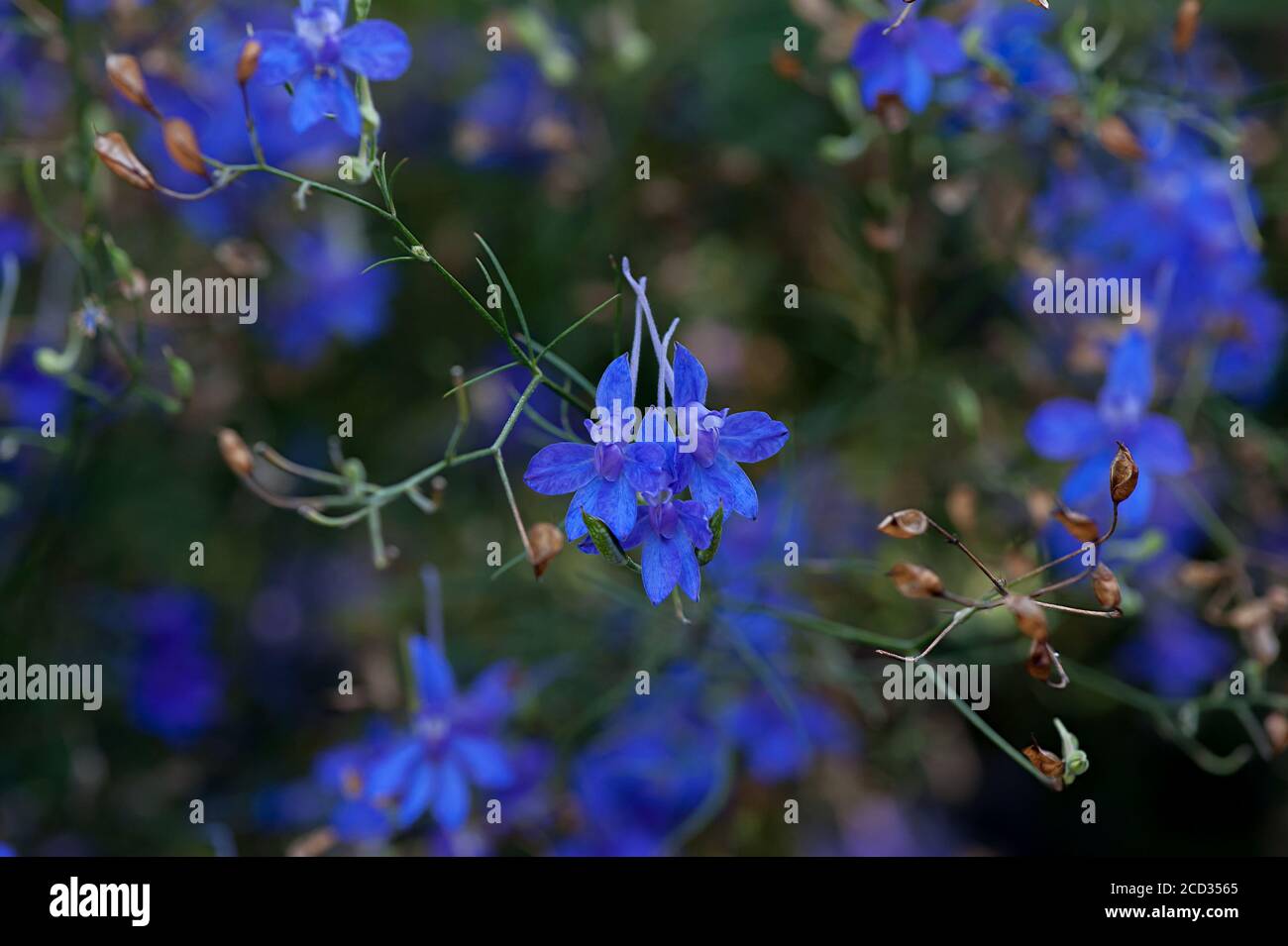 With field larkspur hi-res stock photography and images - Alamy