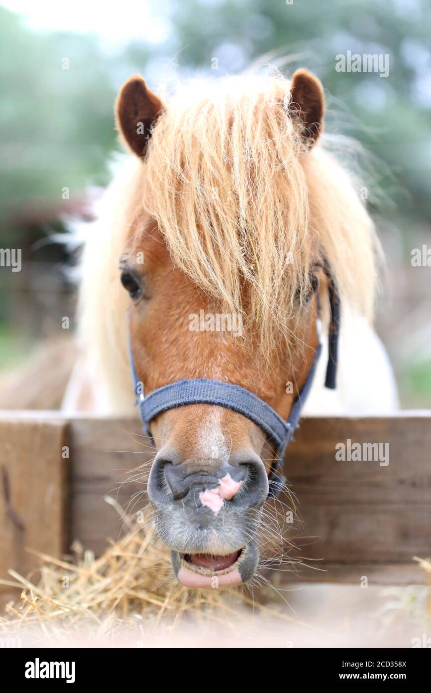 Pony horse eating hay in summer corral between the hay which has been ...