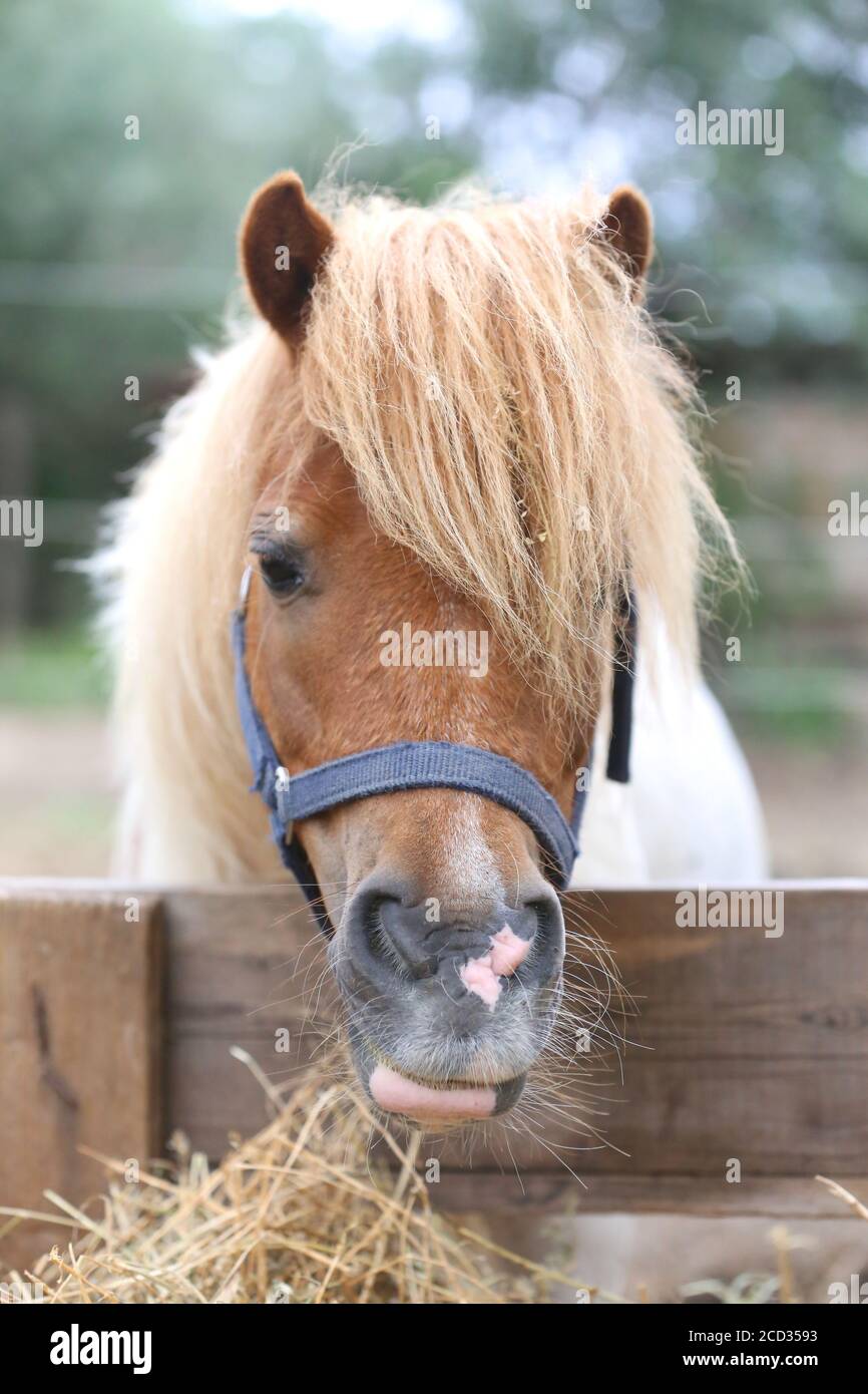 Pony horse eating hay in summer corral between the hay which has been ...