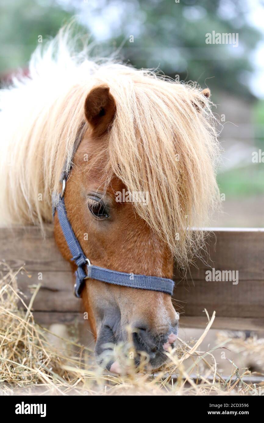 Pony horse eating hay in summer corral between the hay which has been ...