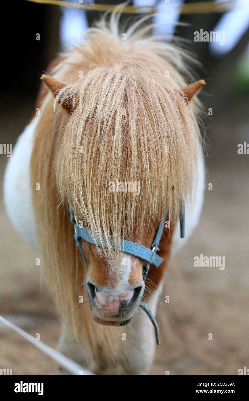 Pony horse eating hay in summer corral between the hay which has been ...