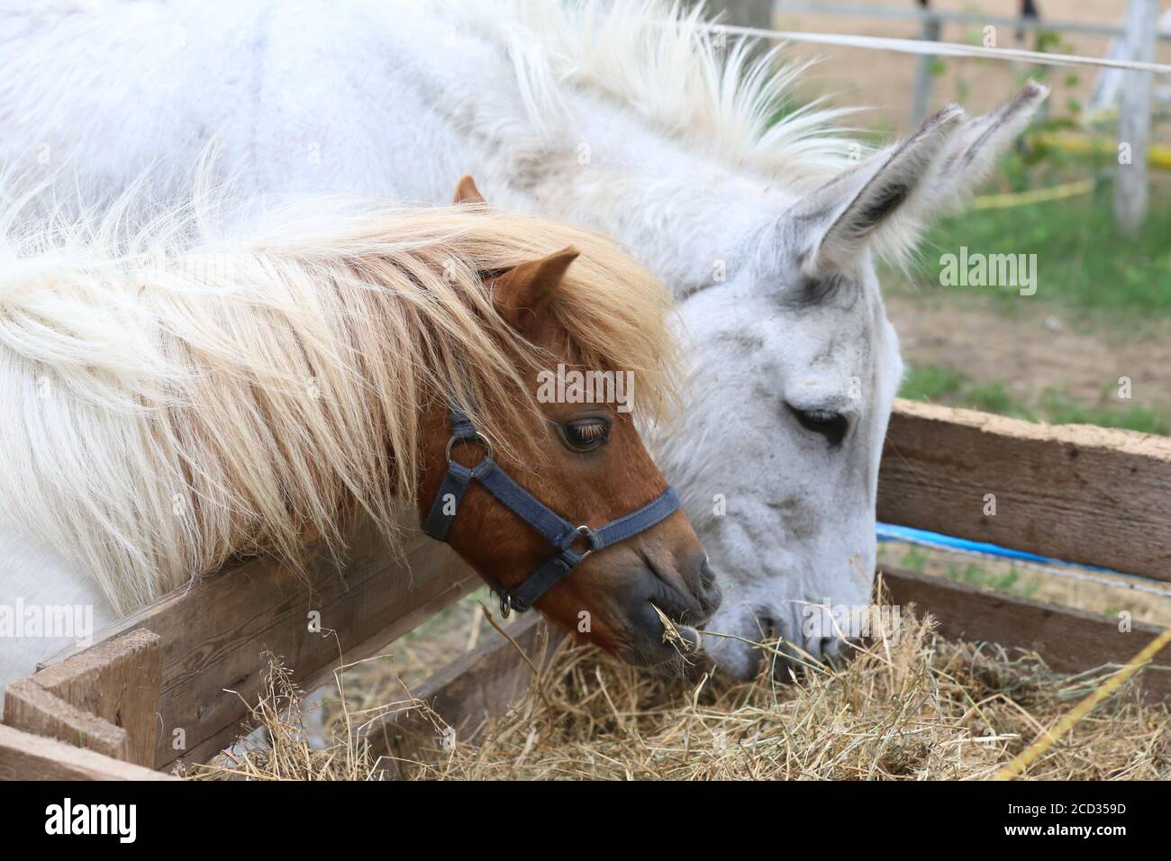 Pony horse and donkey eating hay in summer corral between the hay which ...