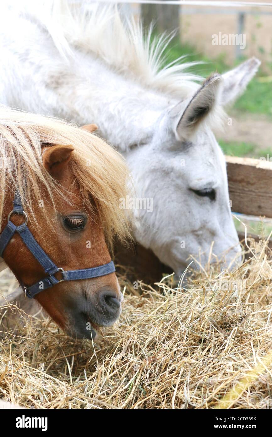 Donkey fur texture hi-res stock photography and images - Alamy