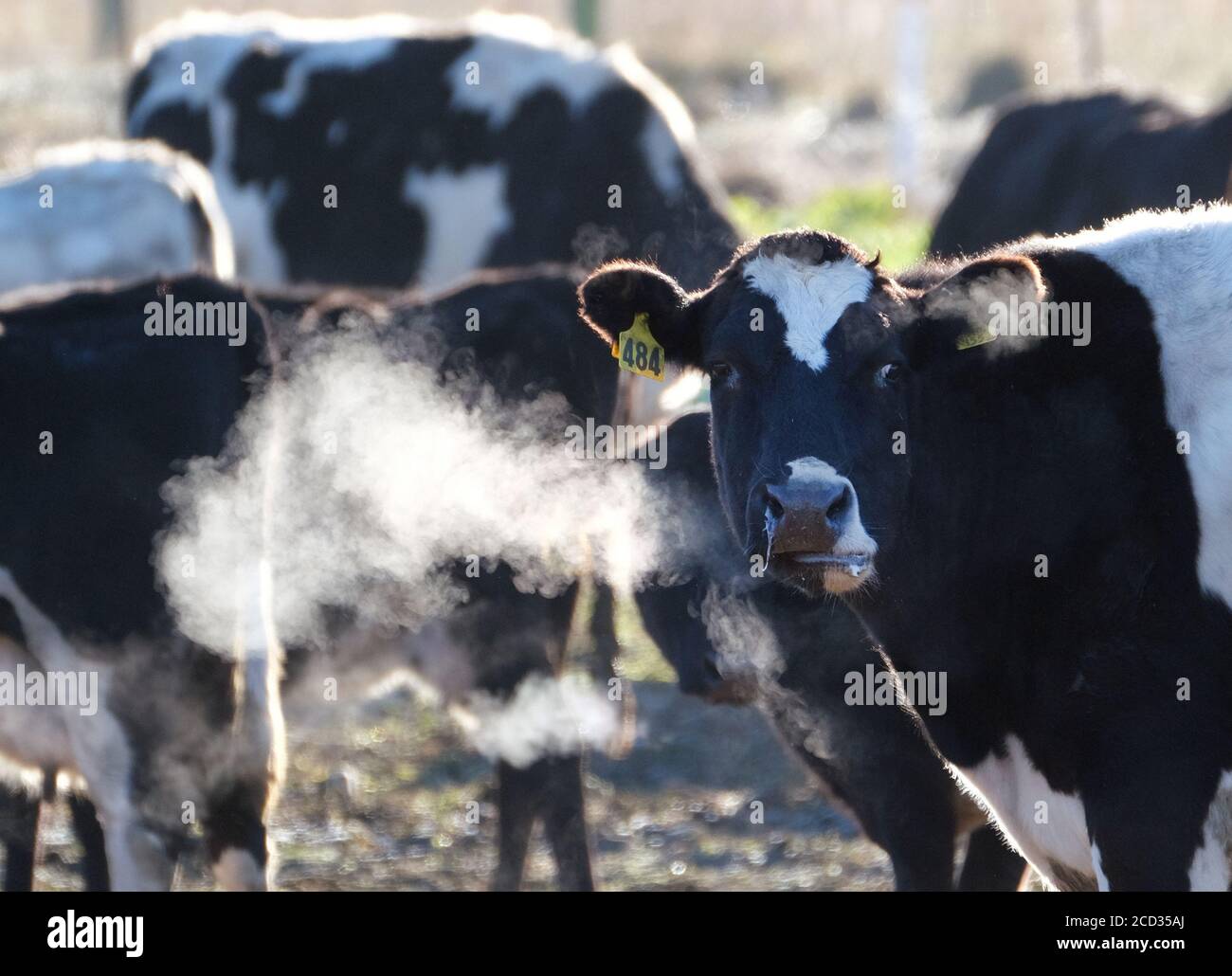 Global warming cows farming methane hi-res stock photography and images ...
