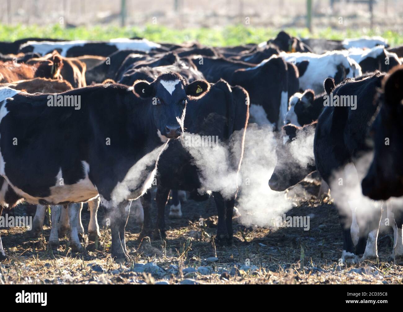 Global warming cows farming methane hi-res stock photography and images ...