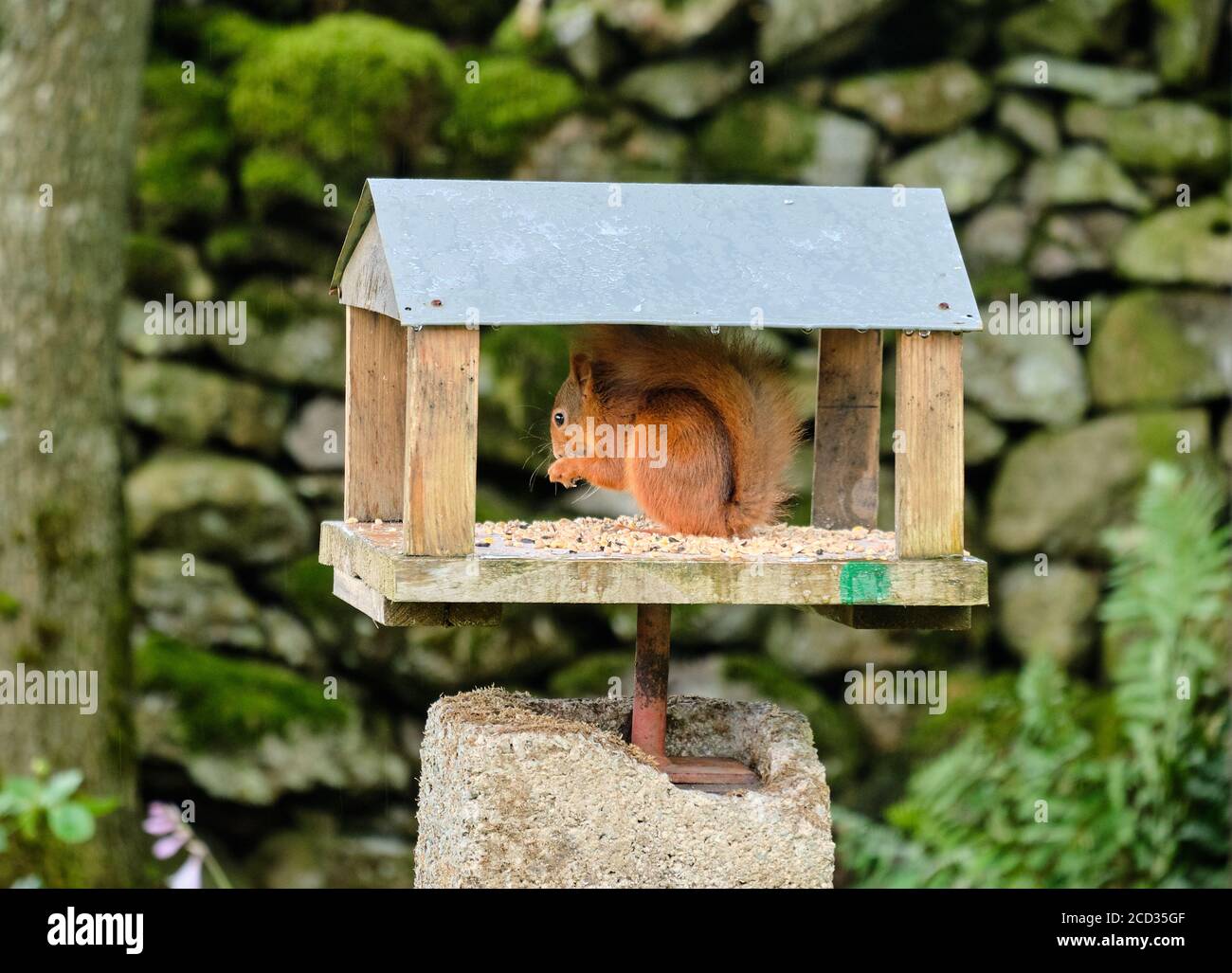 Concrete bird table hi-res stock photography and images - Alamy