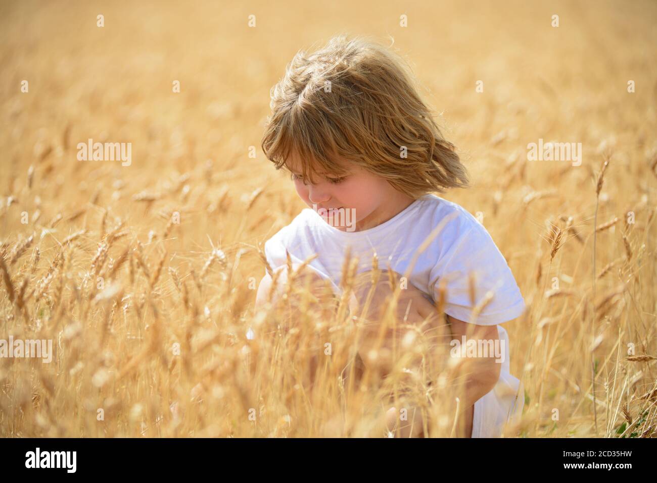 Kid in the wheat field in summer Stock Photo - Alamy