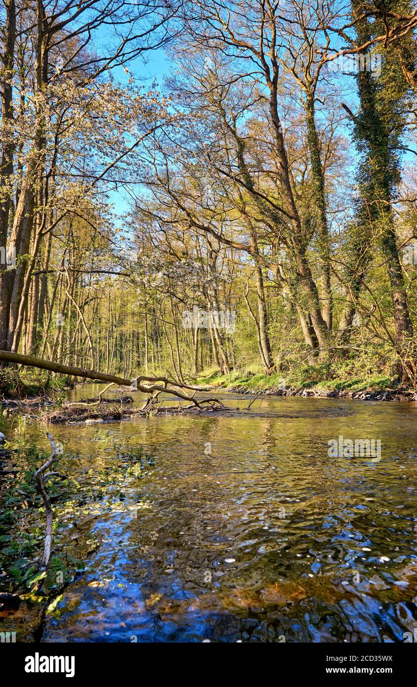 Fallen tree over a river in the forest Stock Photo - Alamy