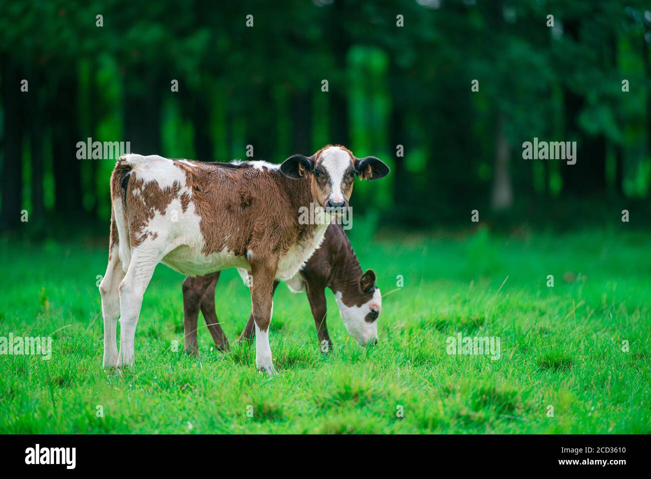 Cow with dairy herd. Calf on green grass field Stock Photo - Alamy