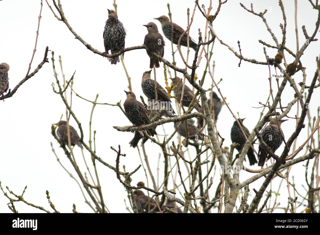 Irish starlings hi-res stock photography and images - Alamy
