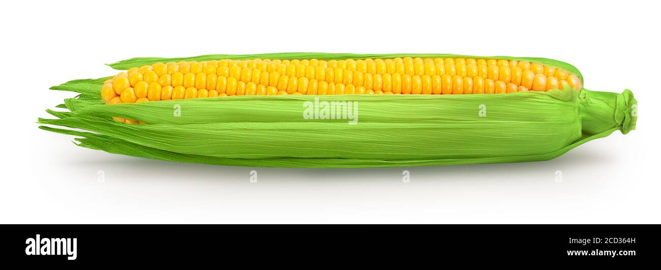 ear of corn isolated on a white background. Clipping path and full ...