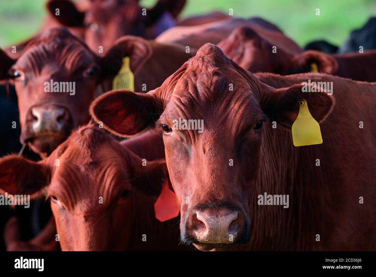 Close up of dairy cow. Cattle farming, breeding, milk and meat ...
