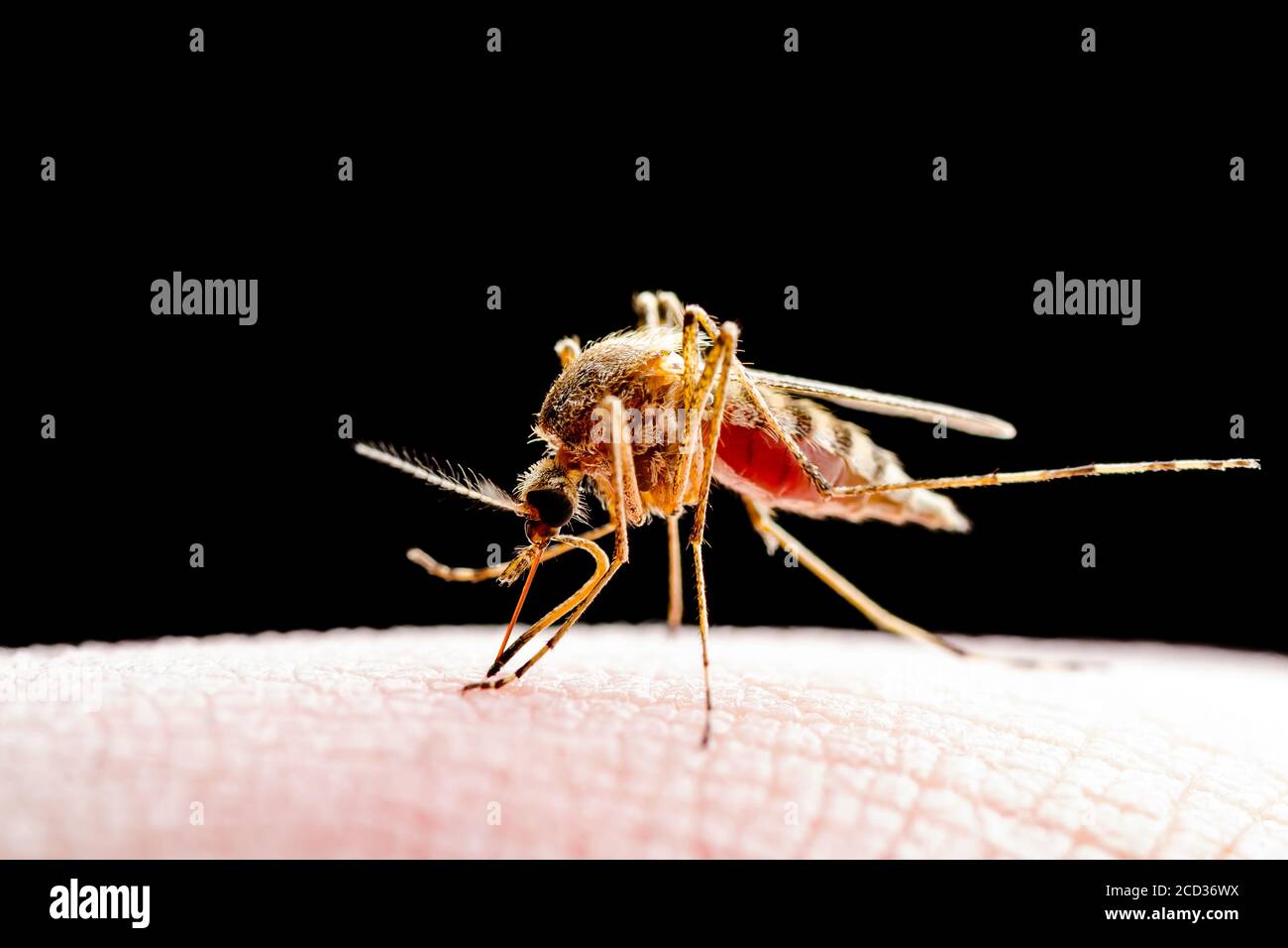 Eee virus hi-res stock photography and images - Alamy