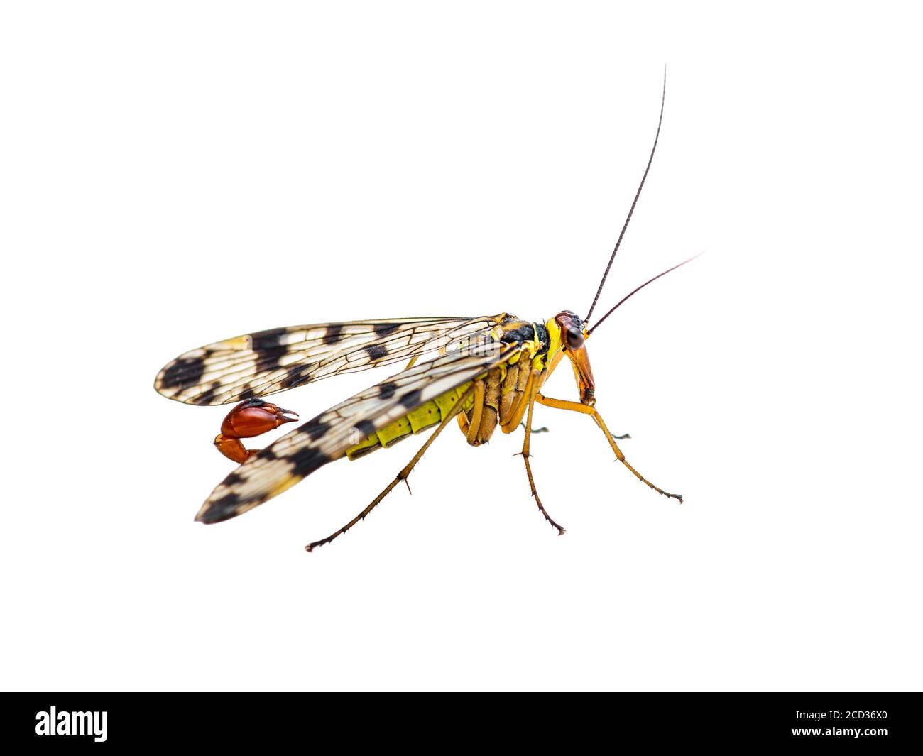 Male Scorpion Fly Mecoptera Panorpa Communis Insect Isolated on White ...