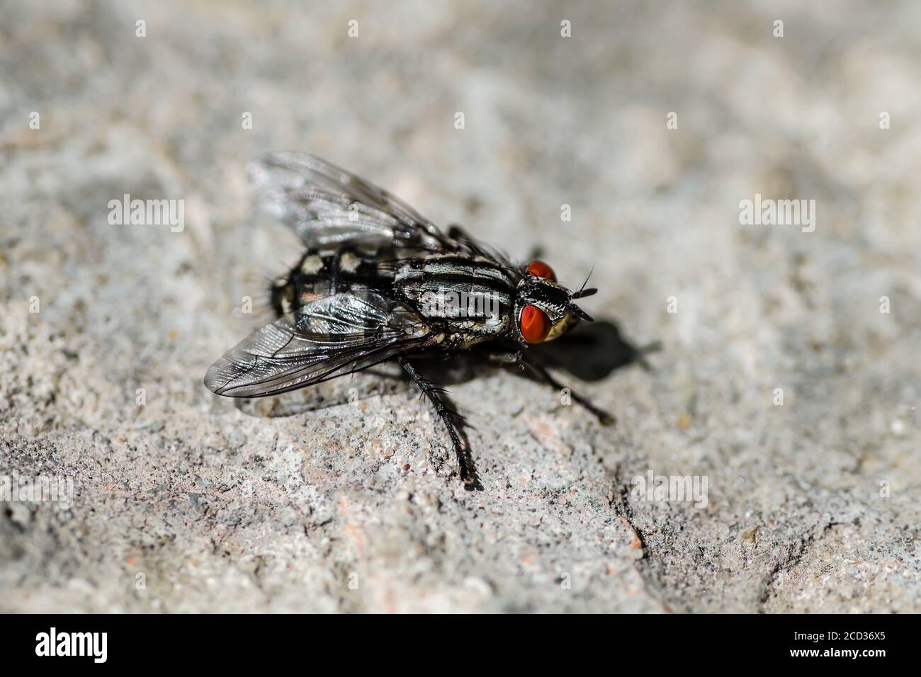 Diptera Meat Fly Insect On Stone Wall Stock Photo - Alamy
