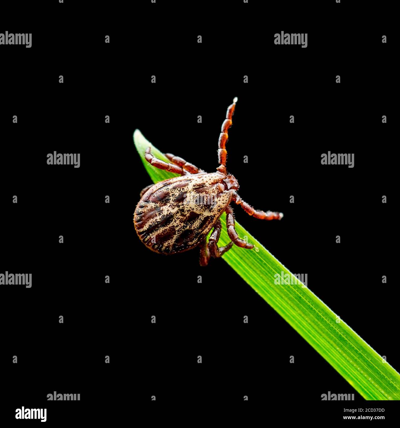 Black tick hi-res stock photography and images - Alamy