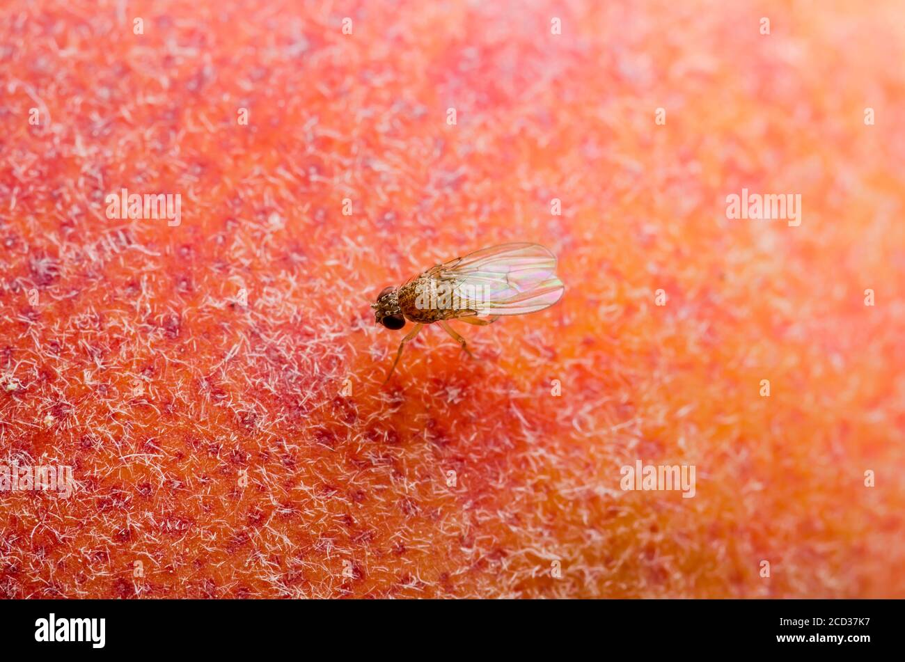 Tropical Fruit Fly Drosophila Diptera Parasite Insect Pest on Ripe ...