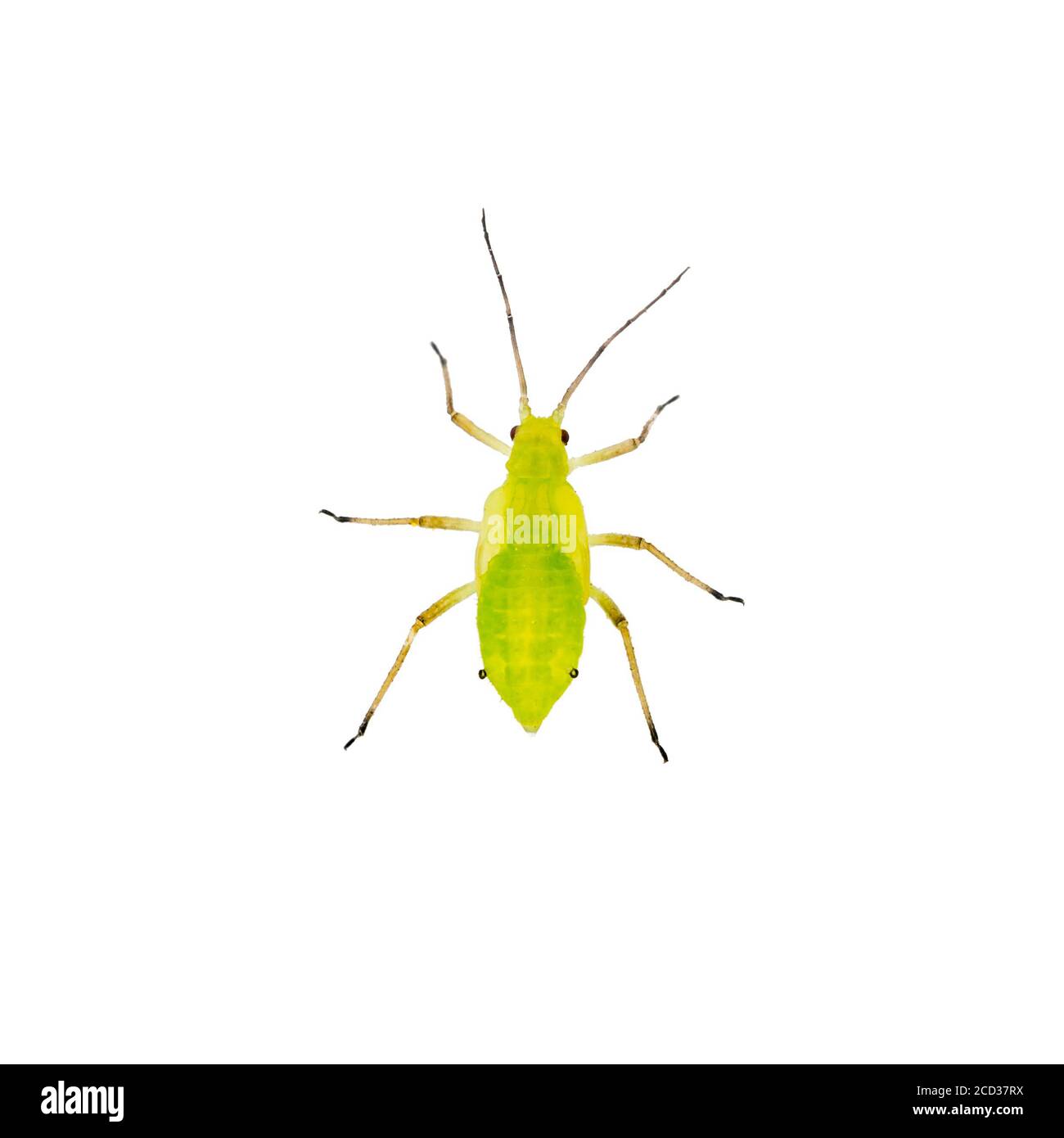 Greenfly aphid Cut Out Stock Images & Pictures - Alamy