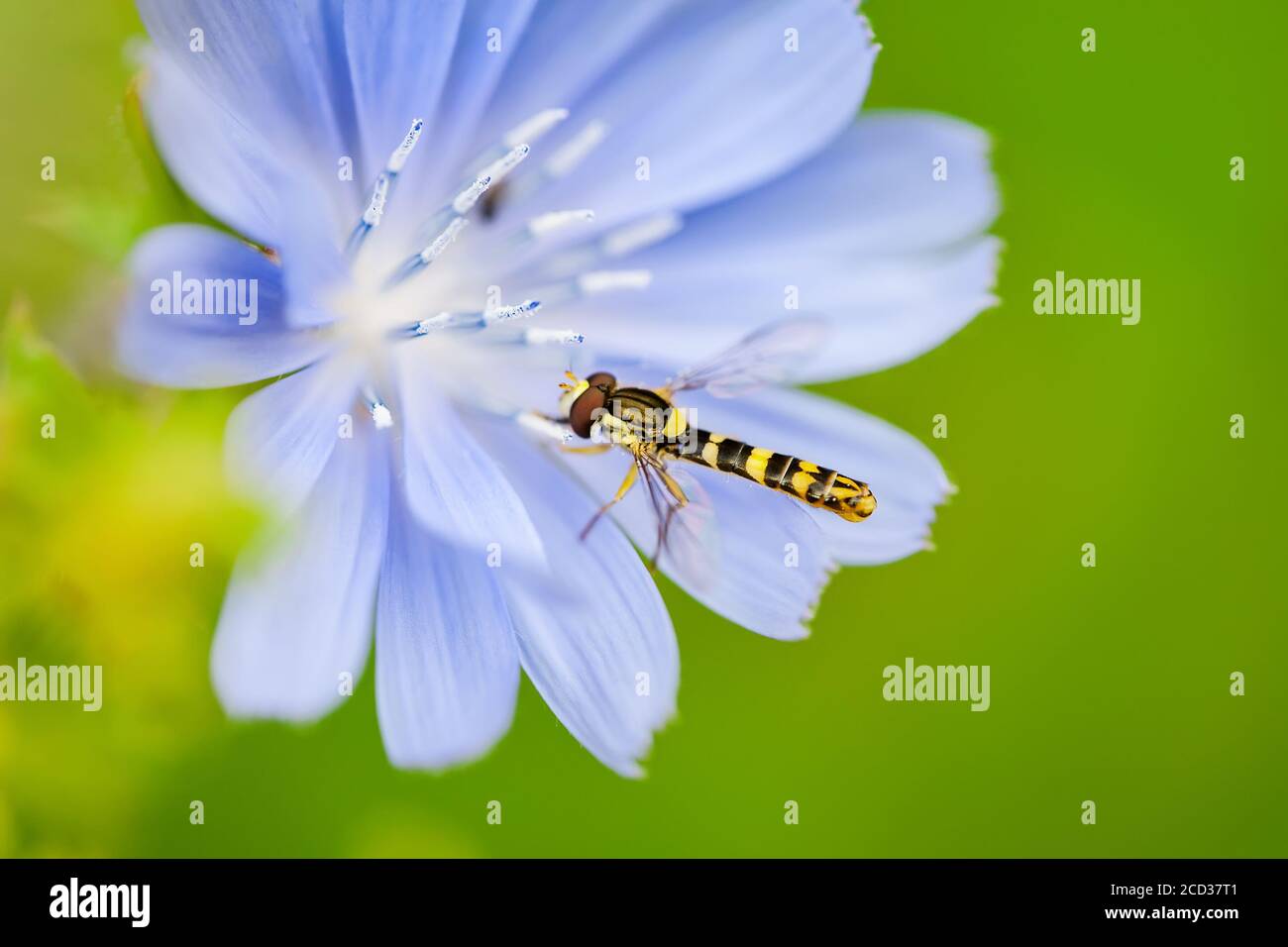 Exotic Colorful Fly Drosophila Diptera Hoverfly Insect Pollinating ...