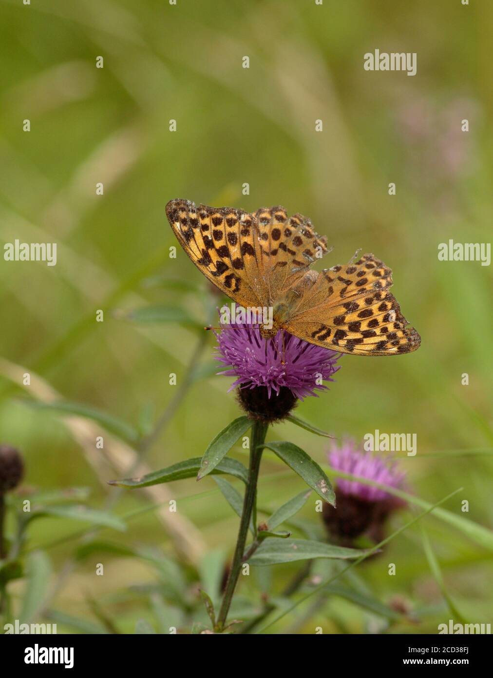 Silver Washed Fritillary Stock Photo - Alamy