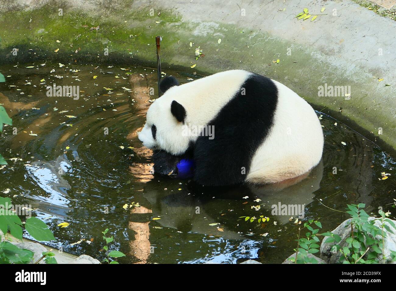 A panda sits and walks in a pool in Beijing Zoo in Beijing, China, 20 ...