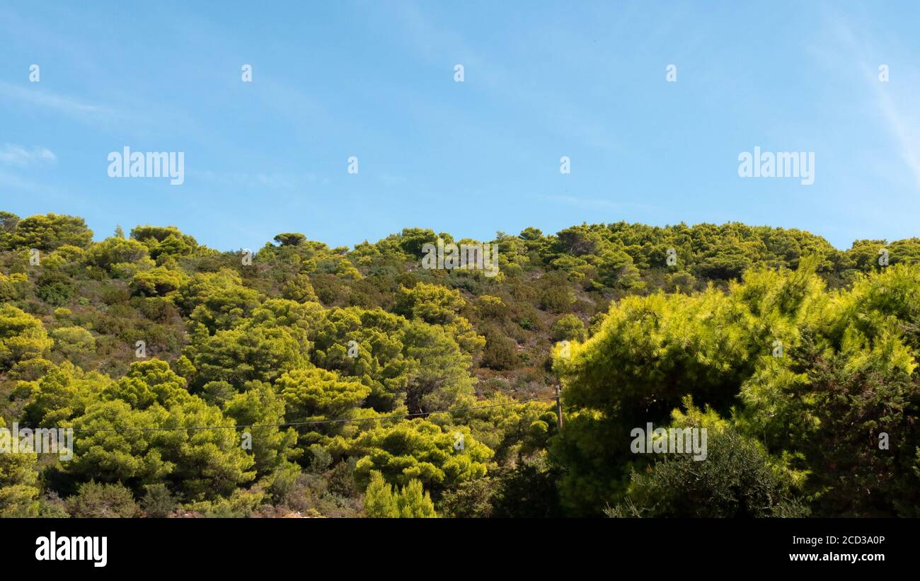 Forest greenery hi-res stock photography and images - Alamy
