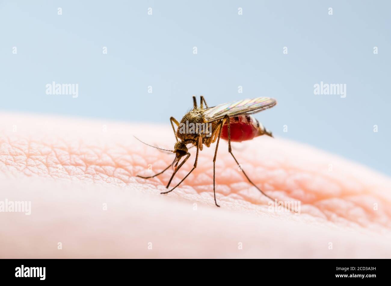 Dangerous Zika Infected Mosquito Skin Bite. Leishmaniasis, Encephalitis ...