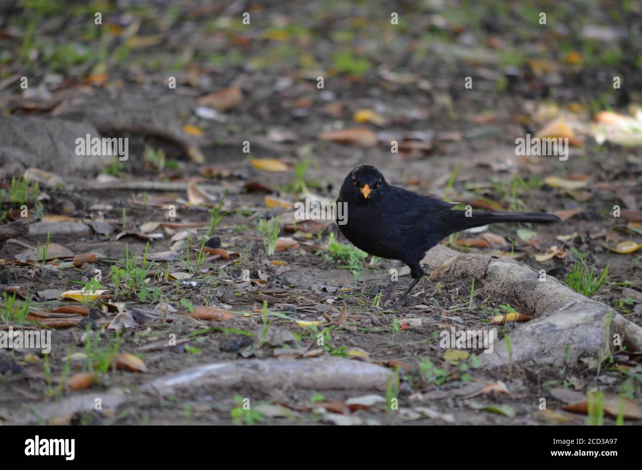 Birds awaiting hi-res stock photography and images - Alamy