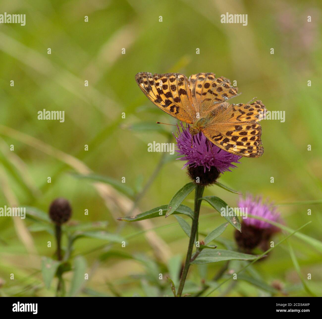 Fritillary butterfly photos hi-res stock photography and images - Alamy