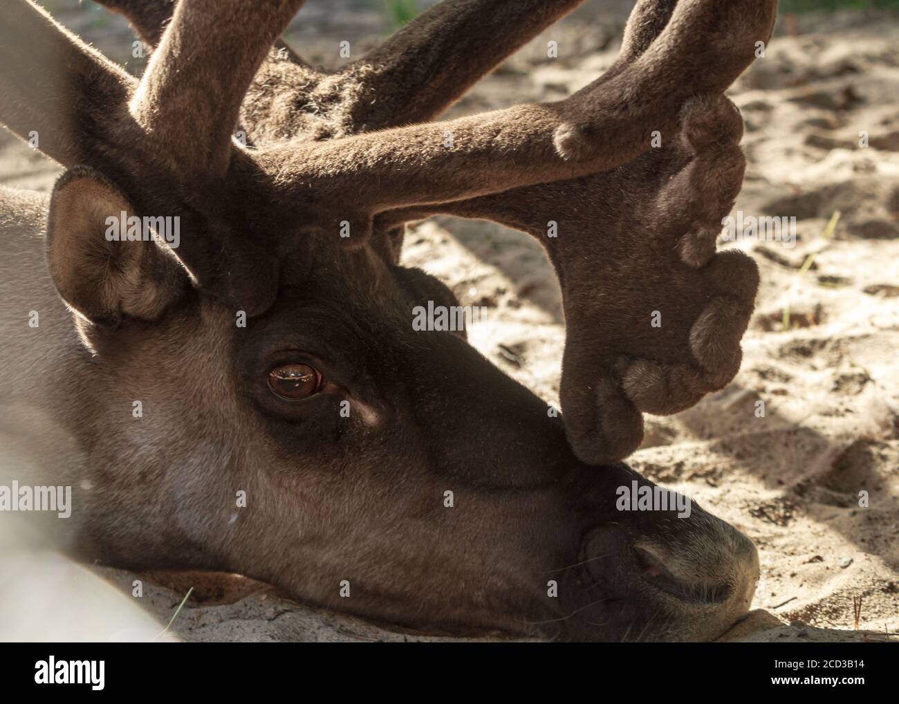 Tired deer hi-res stock photography and images - Alamy