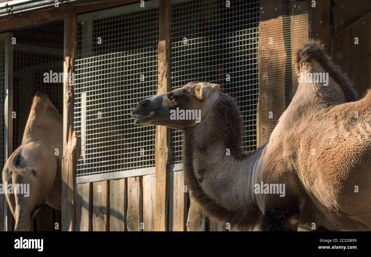Humpback brown zoo camel eating green grass, Riga zoo animal Stock ...