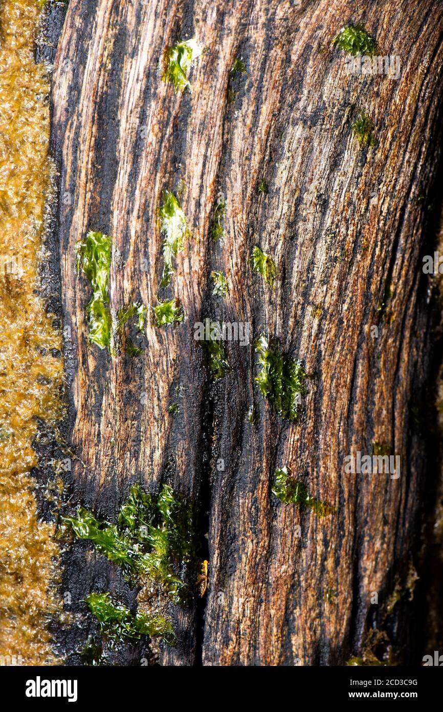 Driftwood beach old photo hi-res stock photography and images - Alamy
