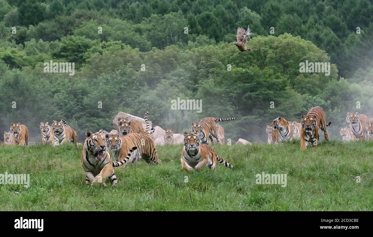 Siberian tigers are running in the forest at the Hengdaohezi Siberian ...