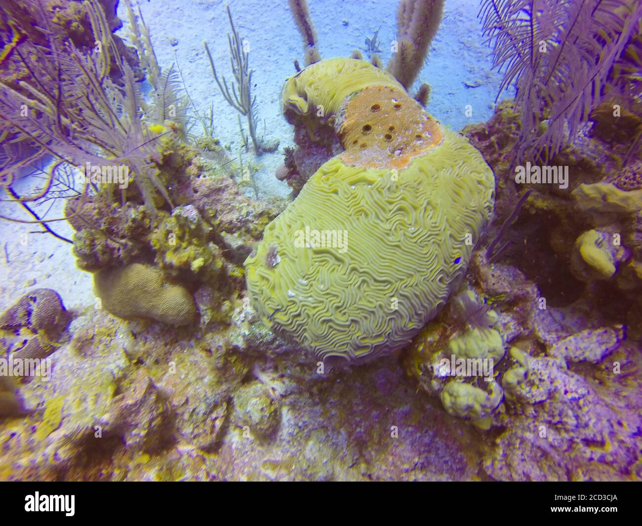 Fish reef turneffe atoll hi-res stock photography and images - Alamy