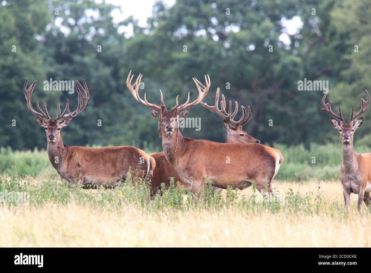 Frosty scenes hi-res stock photography and images - Alamy