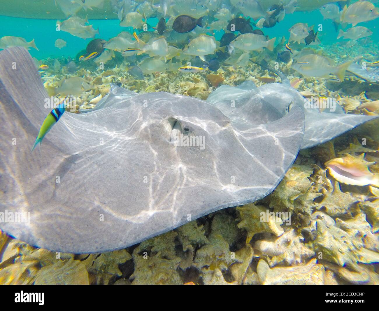 Beautiful shot of a scuba diving view in Sipadan Borneo Stock Photo - Alamy