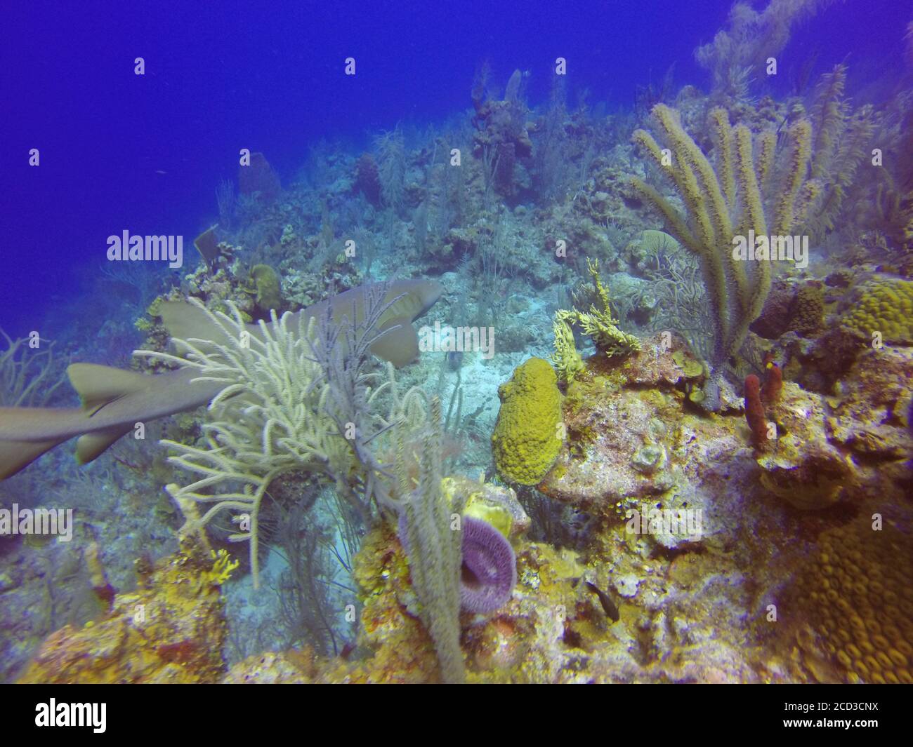 Coral and diver in sipadan hi-res stock photography and images - Alamy
