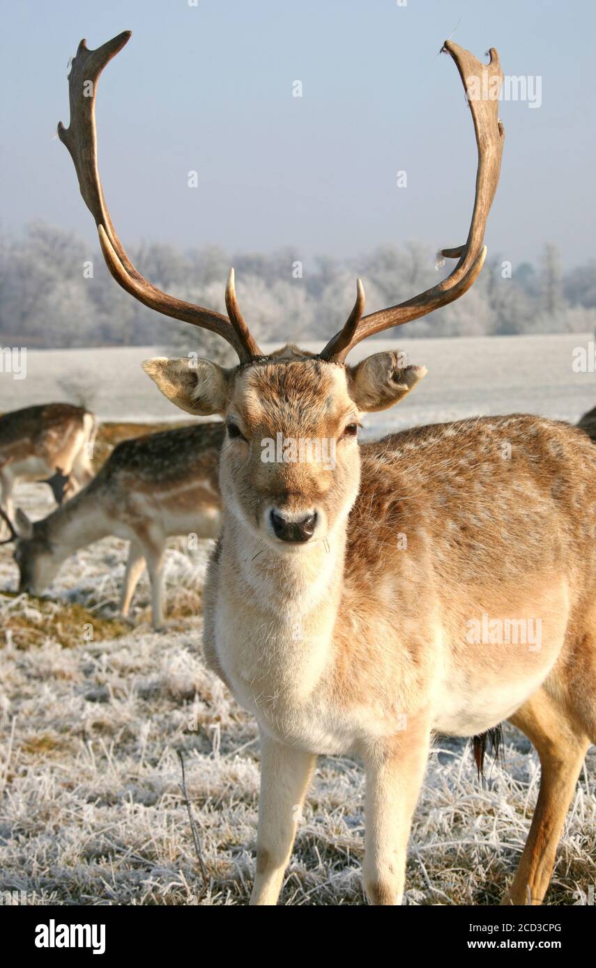 Frosty picture hi-res stock photography and images - Alamy
