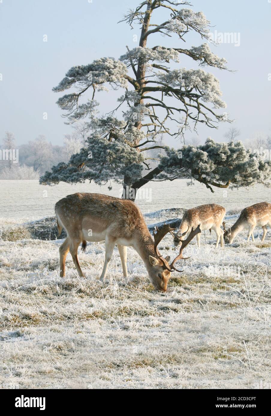 Frosty deer hi-res stock photography and images - Alamy