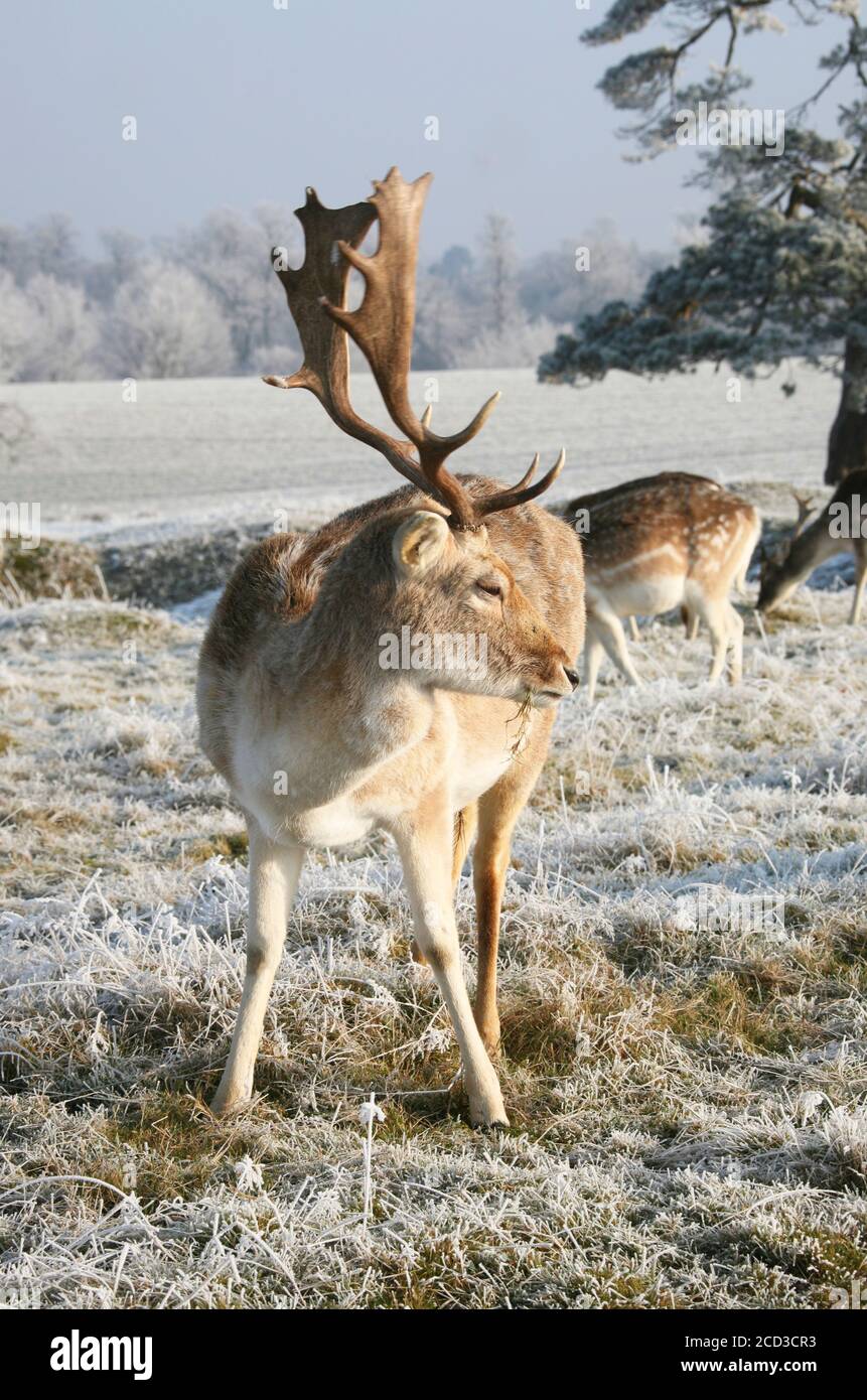 Frosty deer hi-res stock photography and images - Alamy