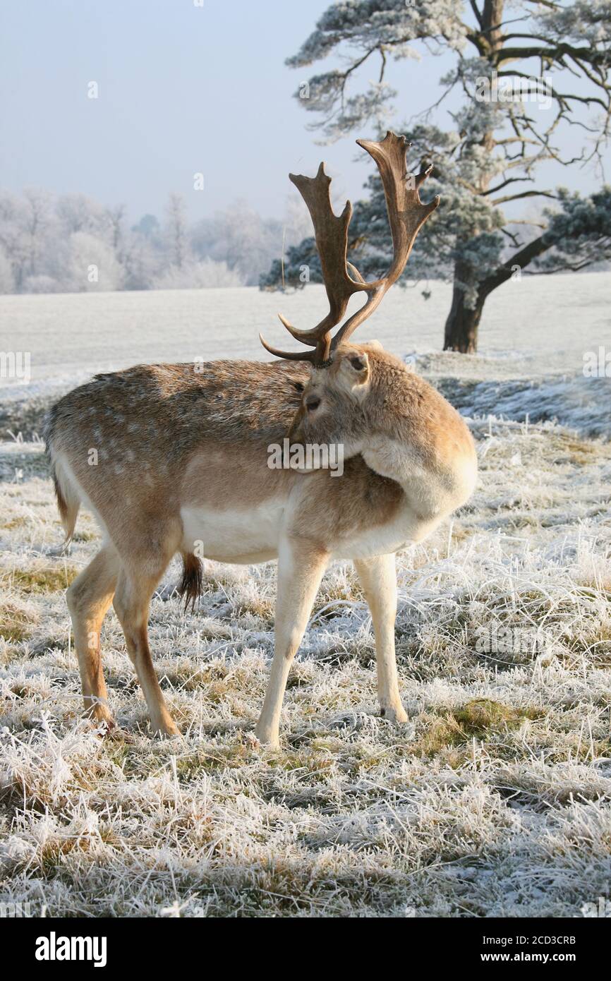 Frosty deer hi-res stock photography and images - Alamy