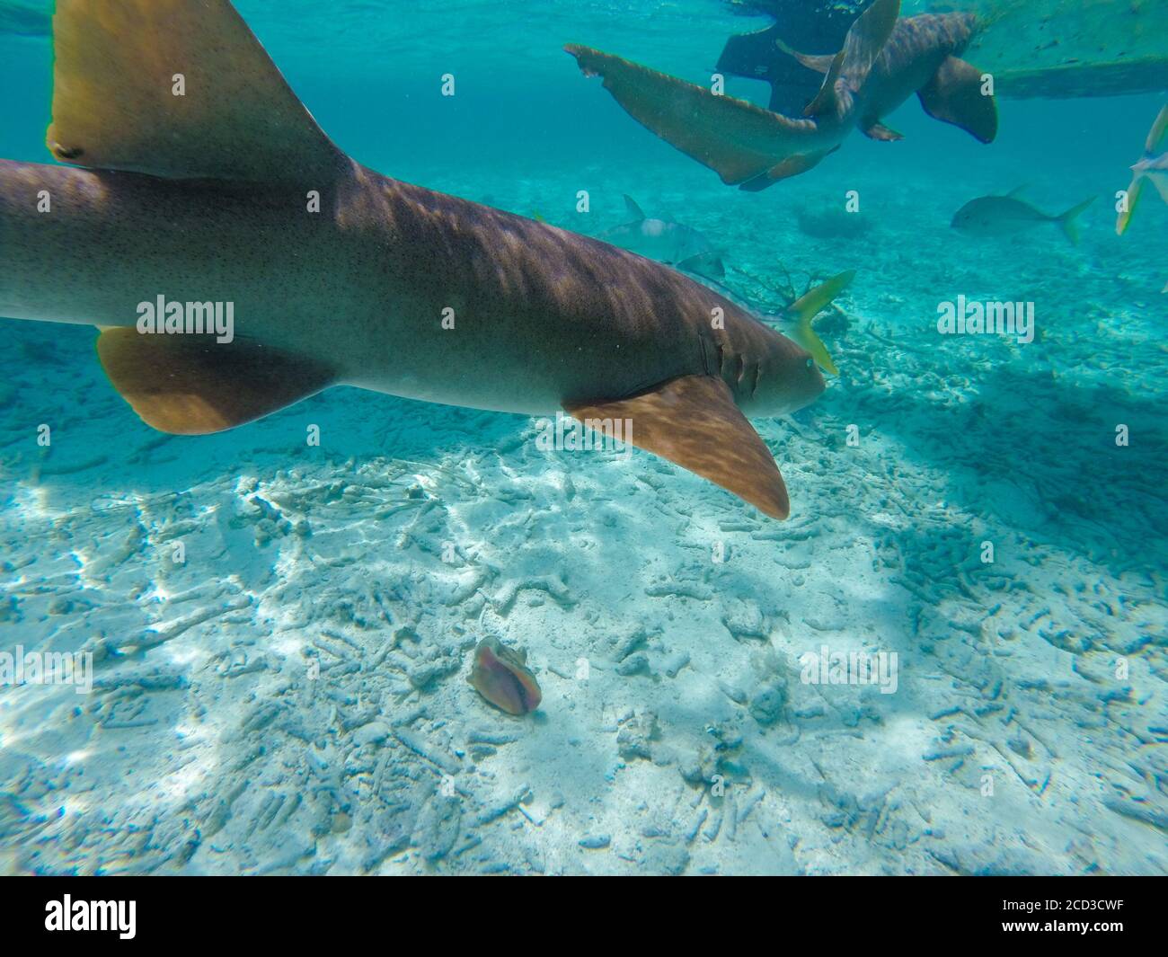 Various marine animals hi-res stock photography and images - Alamy