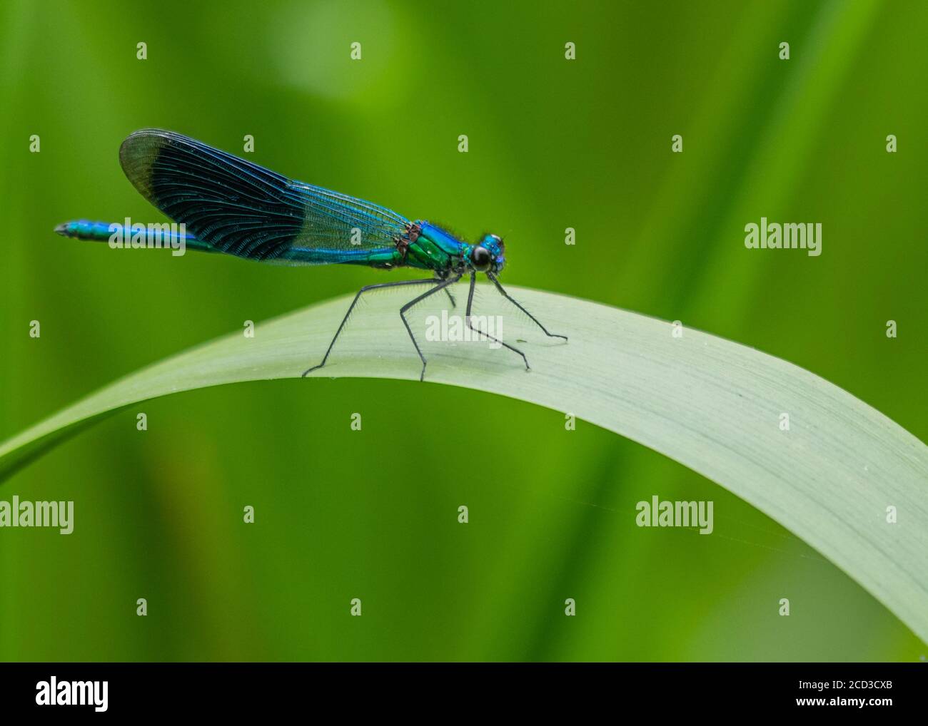 Resting damselfly hi-res stock photography and images - Alamy