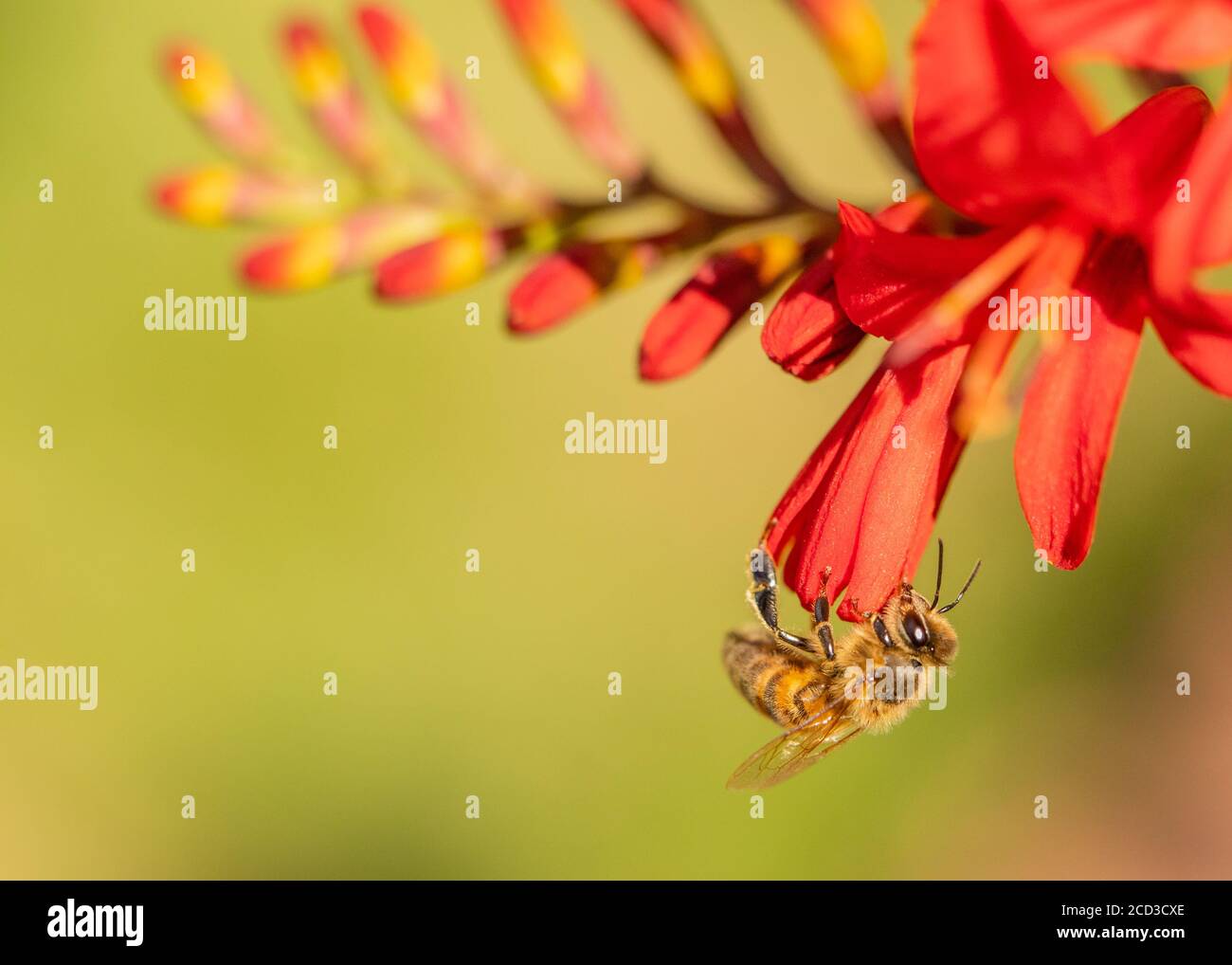 Bee collecting nectar Stock Photo - Alamy