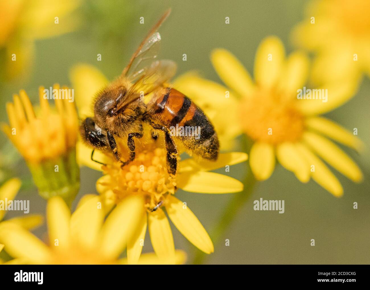 Bee collecting nectar Stock Photo - Alamy