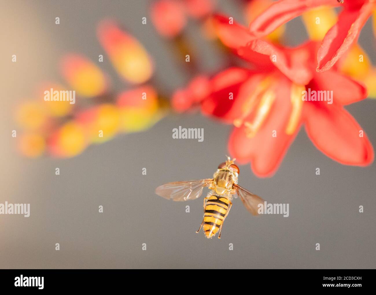 Hoover fly hi-res stock photography and images - Alamy