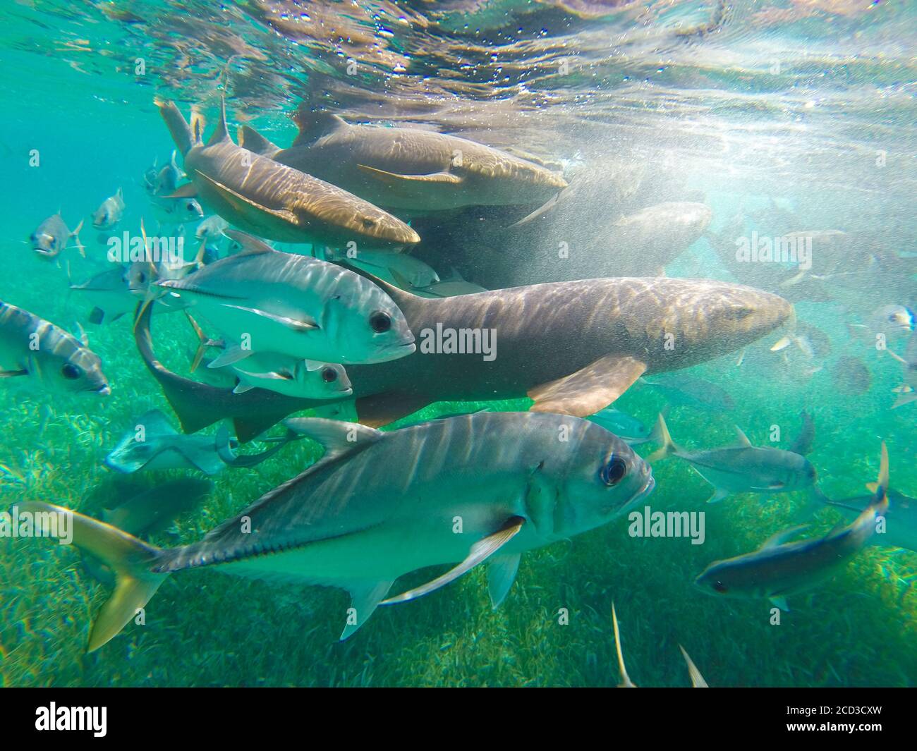 Various marine animals hi-res stock photography and images - Alamy