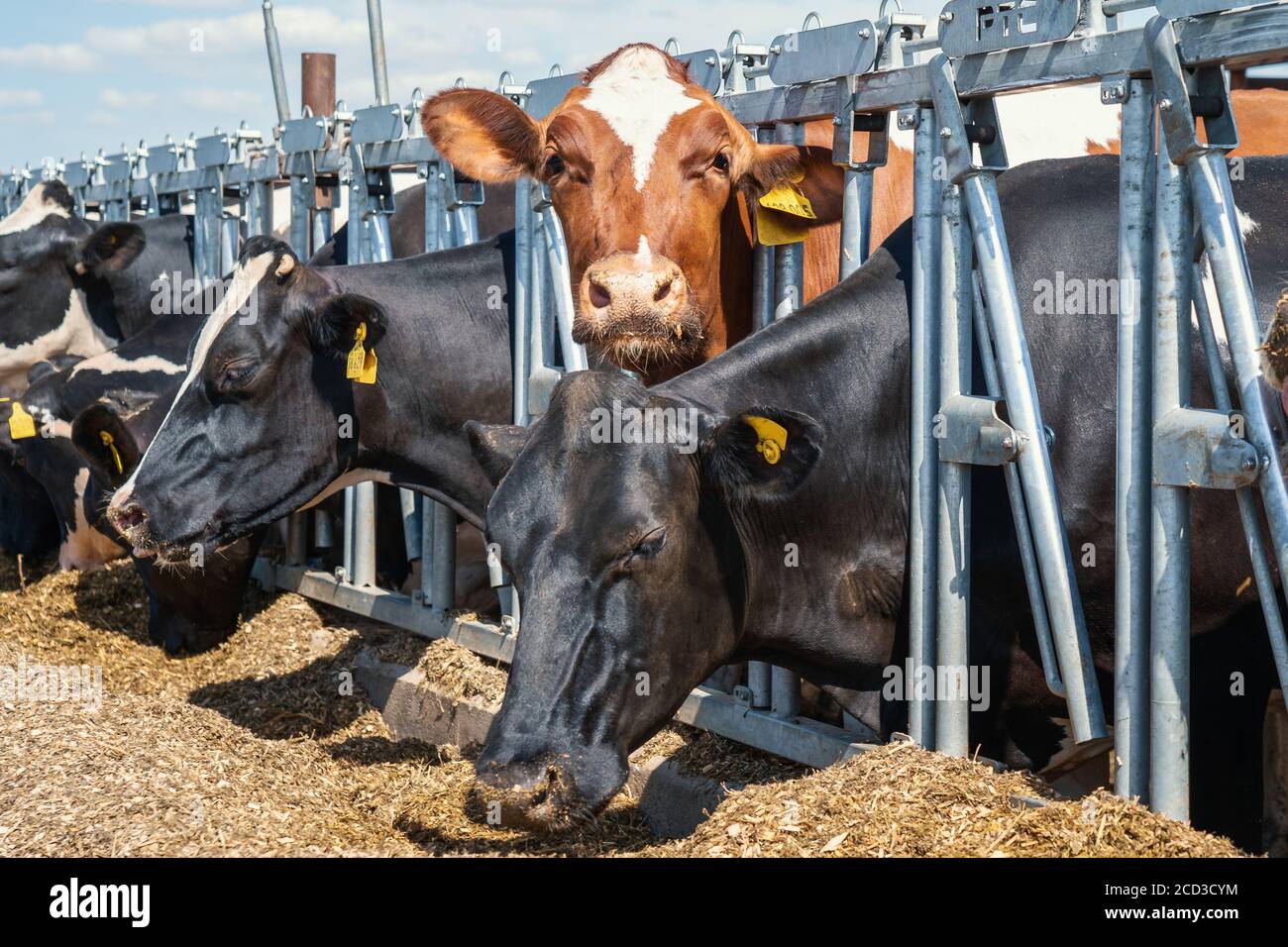 Breeding industry hi-res stock photography and images - Alamy