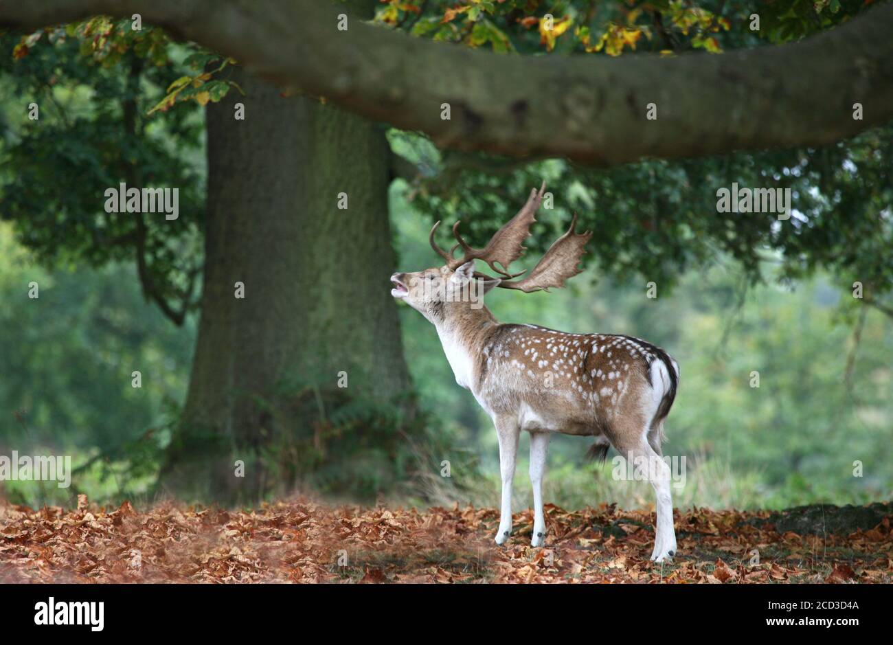 Wild animals stags hi-res stock photography and images - Alamy